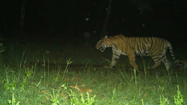 Rajasthan Good News From Ranthambore Tiger Reserve Tigress T-107 ...