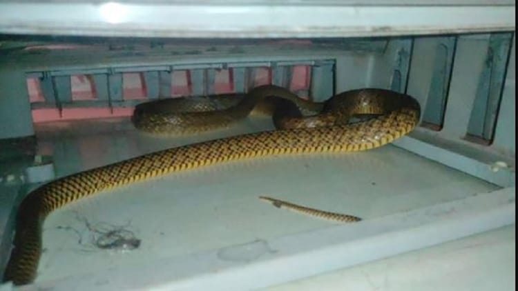 Cobra-looking Snake Hiding In Fridge Sensation Flew Away After Seeing ...