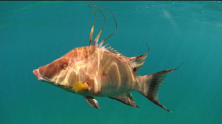 Strange Fish Hogfish Can Change Color After Death Says New Study Color ...