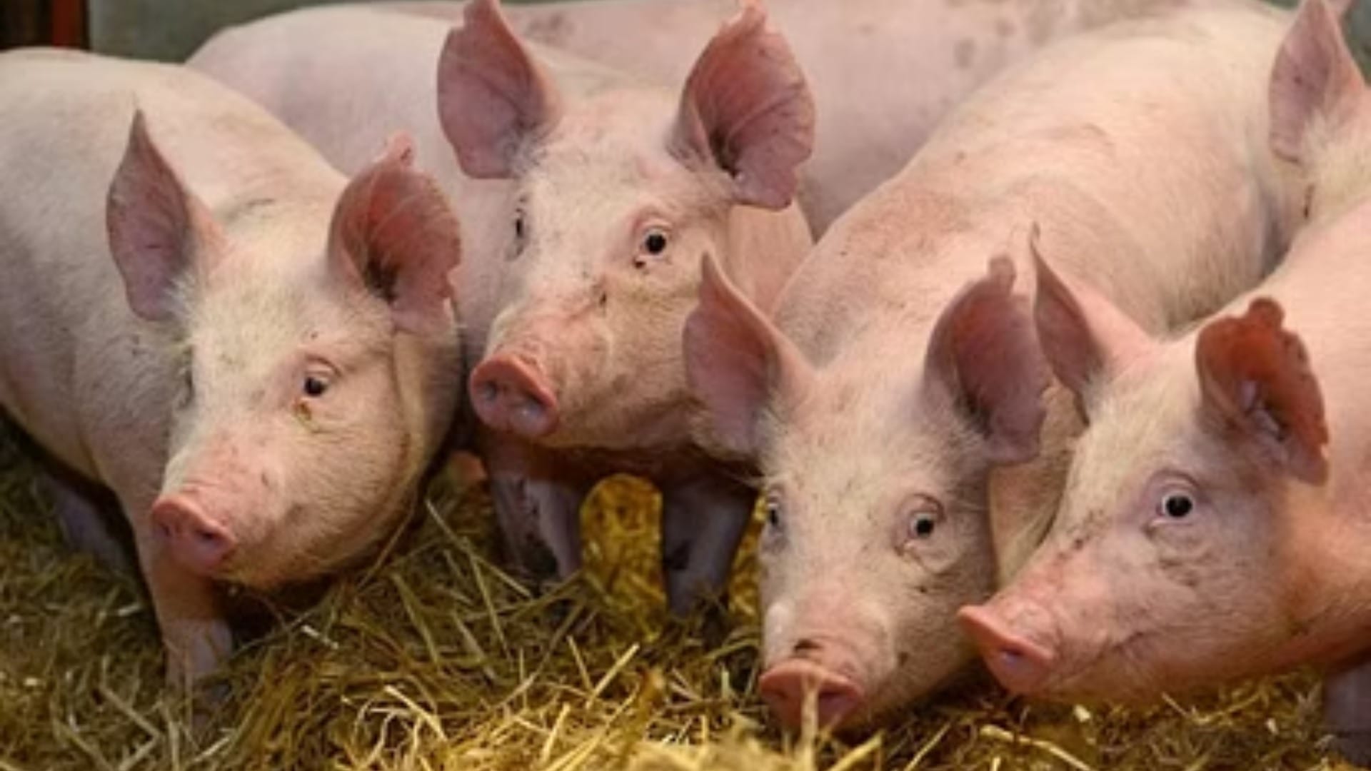 Assam Government Took Important Steps To Stop African Swine Fever ...