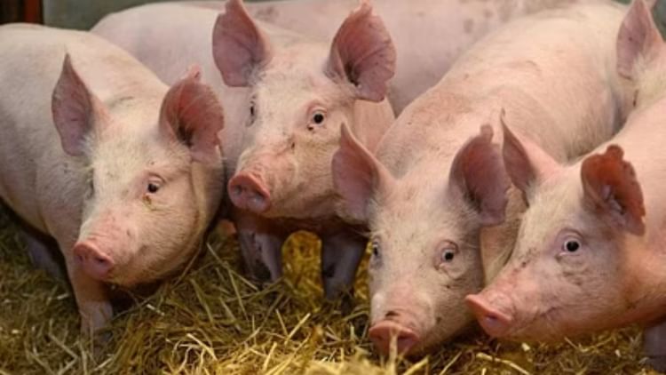 Assam Government Took Important Steps To Stop African Swine Fever ...