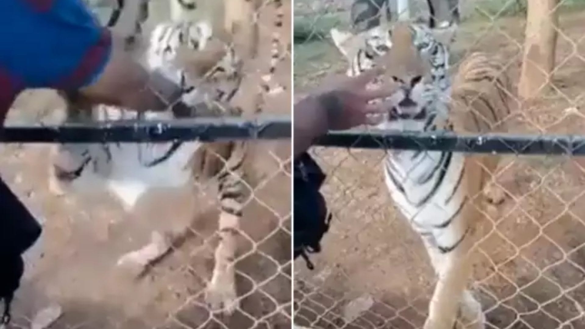 Viral Video: Man Try To Pamper Tiger Big Cat Bite His Hand Tiger Ka Video Watch Viral Video ...