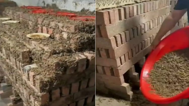 Scorpion Farm For Extracting Their Venom People Shocked After Watch ...