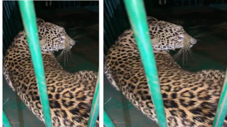 Barwani News: Leopard Cub Hunting Pet Animals Captured In Cage - Amar Ujala Hindi News Live ...