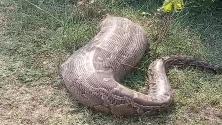 Python Swallows Wild Animal In Amroha Forest Video Goes Viral - Amar ...