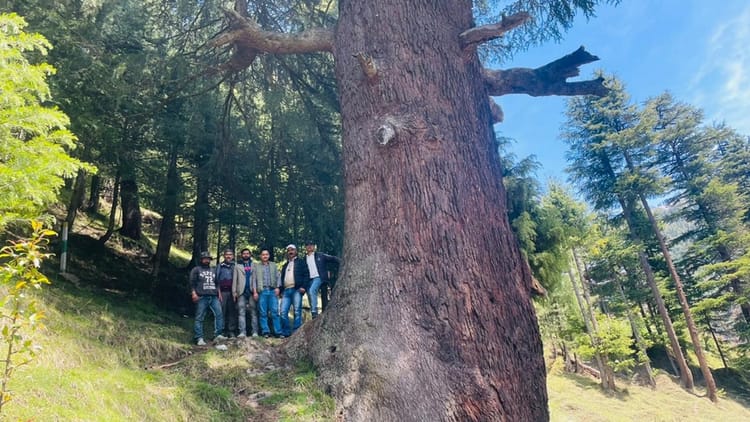 Jammu: World Largest Cedar Tree With 54 Feet Trunk Found In Doda Jammu ...