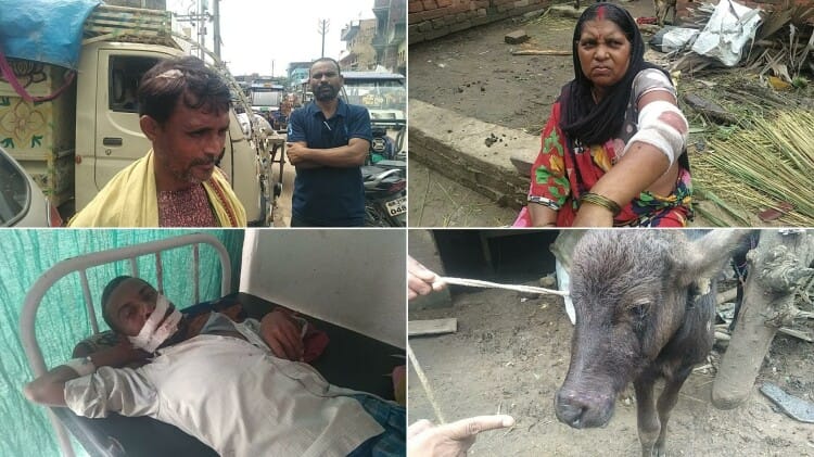 Wild Animals Created Havoc In Rahui Of Nalanda; 6 People Bitten ...