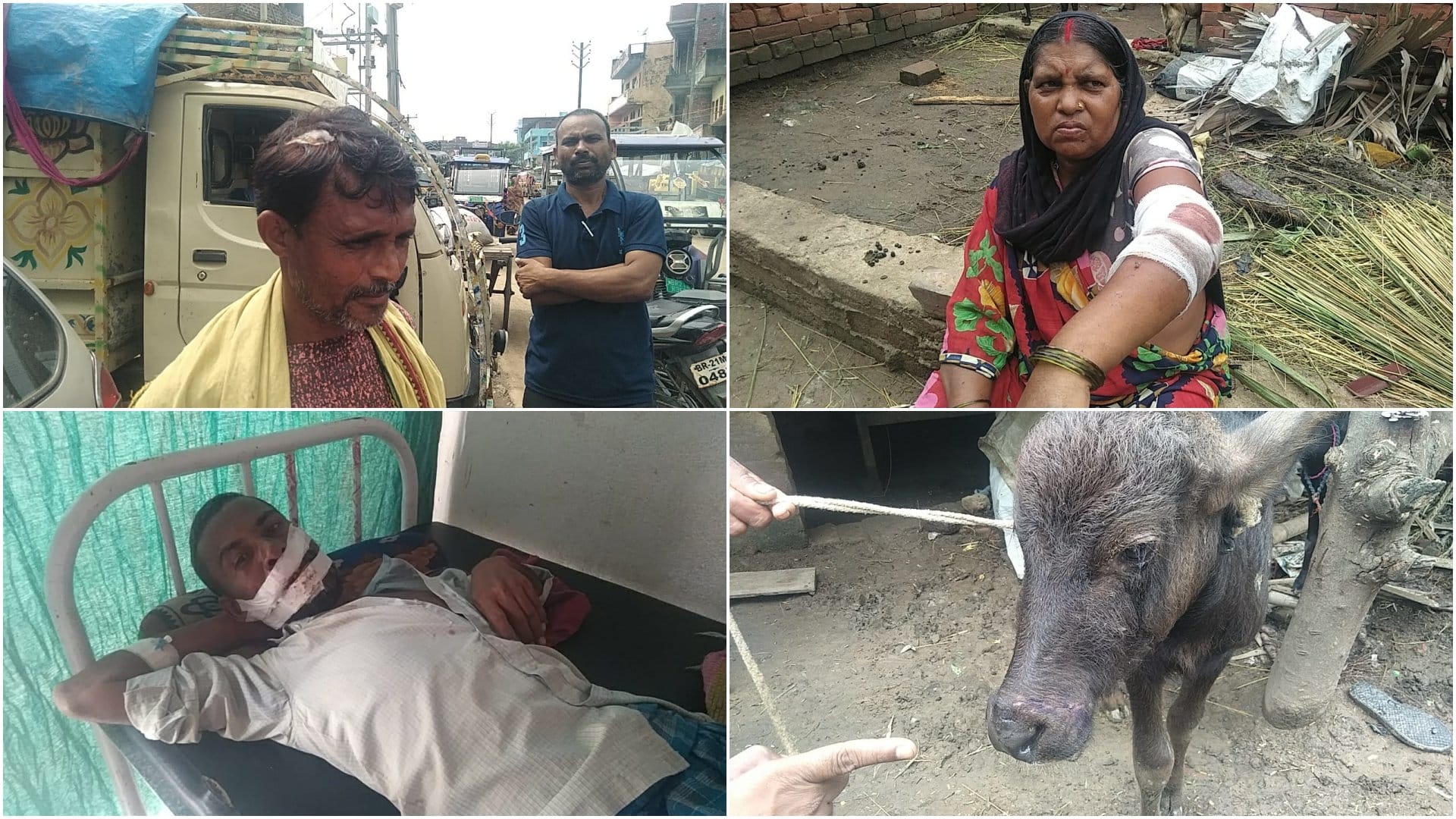 Bihar:रहूई में जंगली जानवरों ने मचाया तांडव; रात भर में 6 लोगों को काटा ...