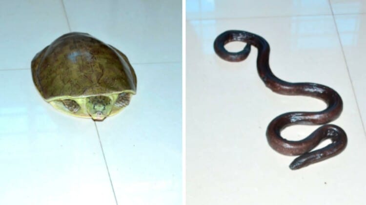 Mp News: Three Arrested Along With A Turtle With 12 Nails And A Two ...