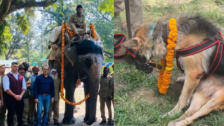 कॉर्बेट टाइगर रिजर्व:गोमती और ब्रांडी हुए रिटायर, हुआ भव्य विदाई समारोह ...