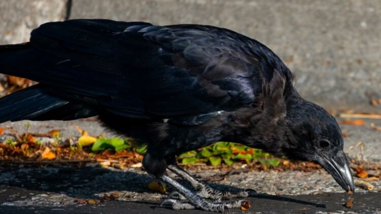 Exclusive:रासायनिक खाद् और जहरीले पानी से कौवे की प्रजाति संकट में, शोध ...