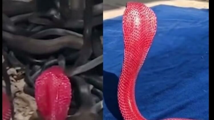 भारत में पहली बार मिला लाल रंग का किंग कोबरा