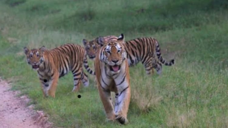 Nauradehi Wildlife Sanctuary: Roar Of 15 Tigers Echoing In The New ...
