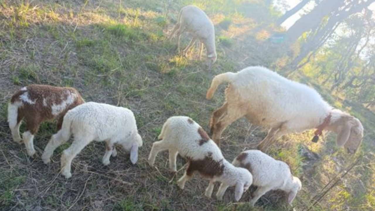 Avishan Breed Of Sheep Will Change The Fate Of Cattle Farmers, Gives ...