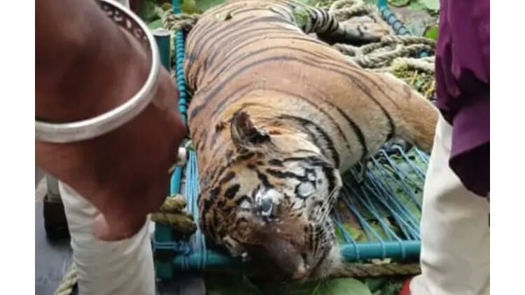 Mp News: Dead Body Of Tiger Found In A Well, Was Roaming Around For Two ...