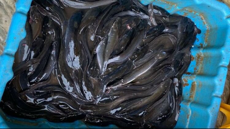 Meat Seller Was Selling Banned Thai Mangur Fish In Name Of Increasing ...