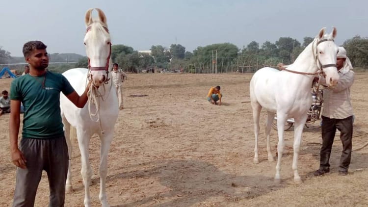 Buyers Of Nakuli Mare And Marwari Horse Were Found In Bateshwar Fair Of ...
