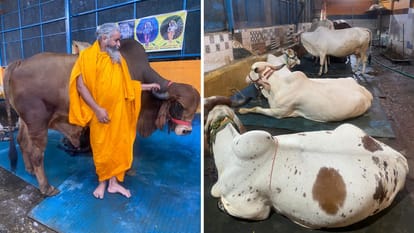 Gopashtami 2023: Indian Breed Of Gir Cow Is In Huge Demand Abroad ...