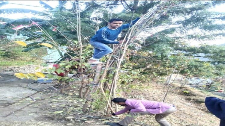 Chopal Vishal Grew 14 Feet High Chilli Plant, Agriculture Officer Sent ...