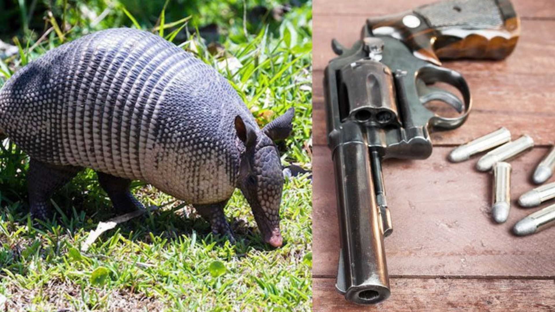Incredible Armadillo Facts This Animal’s Armour Like Skin Works As ...