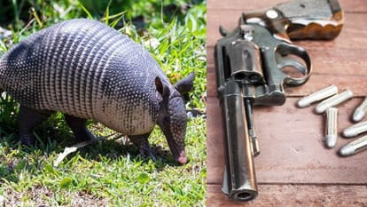 Incredible Armadillo Facts This Animal’s Armour Like Skin Works As ...