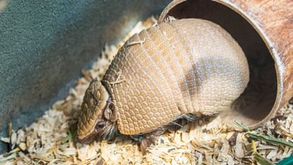 Incredible Armadillo Facts This Animal’s Armour Like Skin Works As Bulletproof - Amar Ujala ...