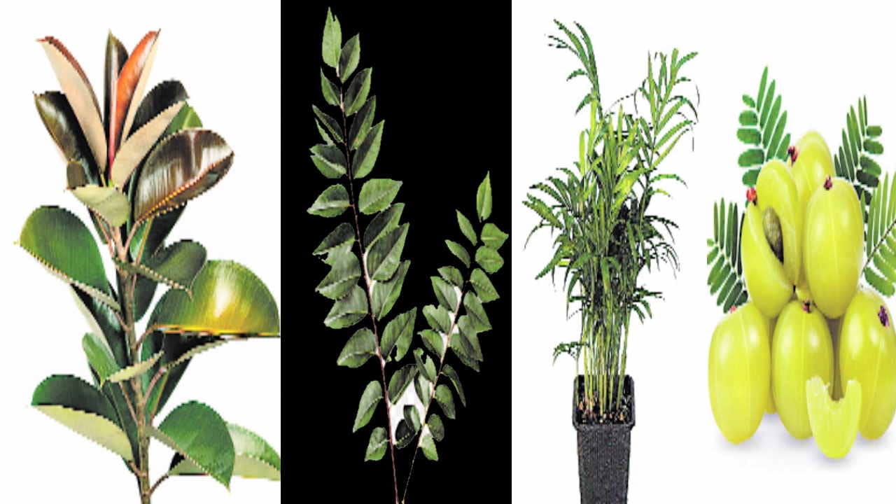 Research Revealed: Rubber Plant, Curry Leaves, Basuti, Neem Plants Will ...