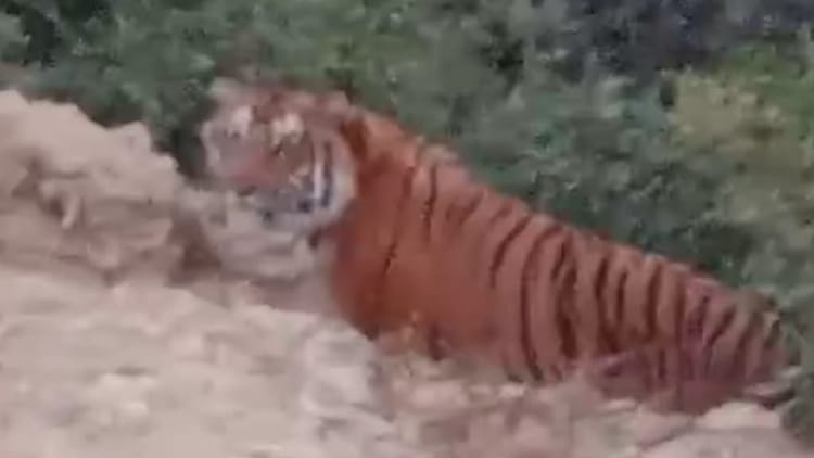 Uttarakhand Almora News Tiger Seen For First Time At A Height Of Six ...