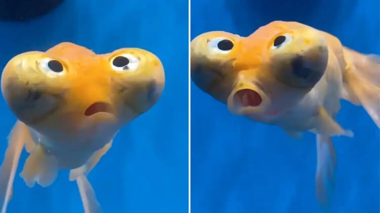 Mysterious Fish Video Weird Yellow Fish Is Going Viral On Social Media ...
