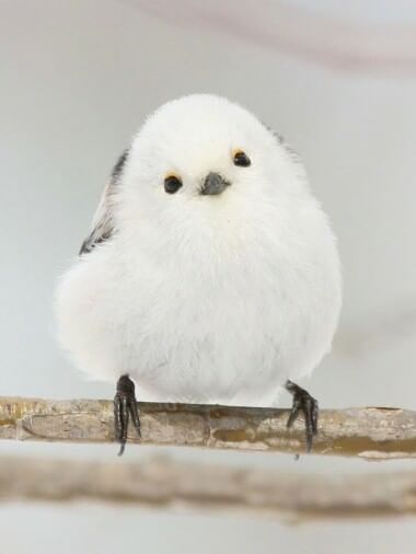 रूई जैसी दिखती है ये चिड़िया, इस देश में पाई जाती है ये बर्फीली परी