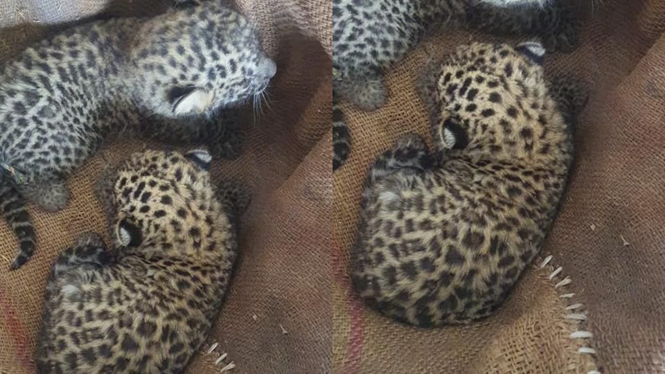 Amroha: Two Leopard Cubs Found Sugarcane Field Didoli, Crowd People ...