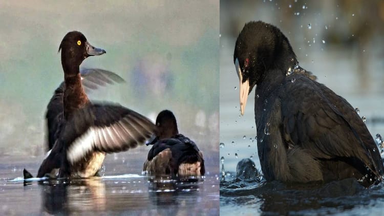 चंबल सेंक्चुअरी:टफ्टेड डक और कूट बर्ड की दस्तक, चुटिया वाली चिड़िया पर ...