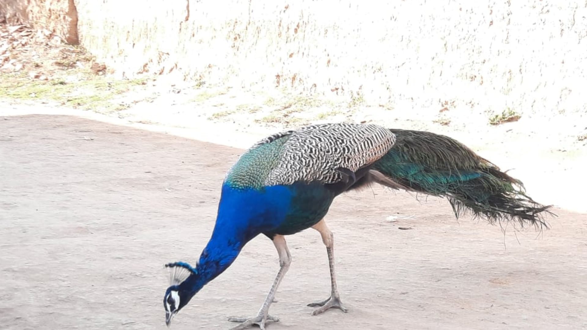 Mp News: Anuppur District A Tribal Village Is Habitat Of Peacocks ...