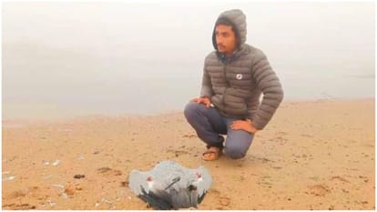 Four Kurja Birds Die In Jaisalmer Migratory Birds Come In Month Of ...