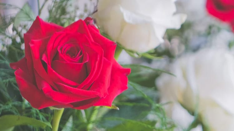 Rose Exhibition Indore 2024 Of Three Thousand Varieties Of Roses - Amar ...