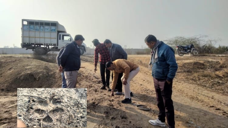 Hisar: Footprints Of Wild Animal Found In Sandol Field - Amar Ujala ...
