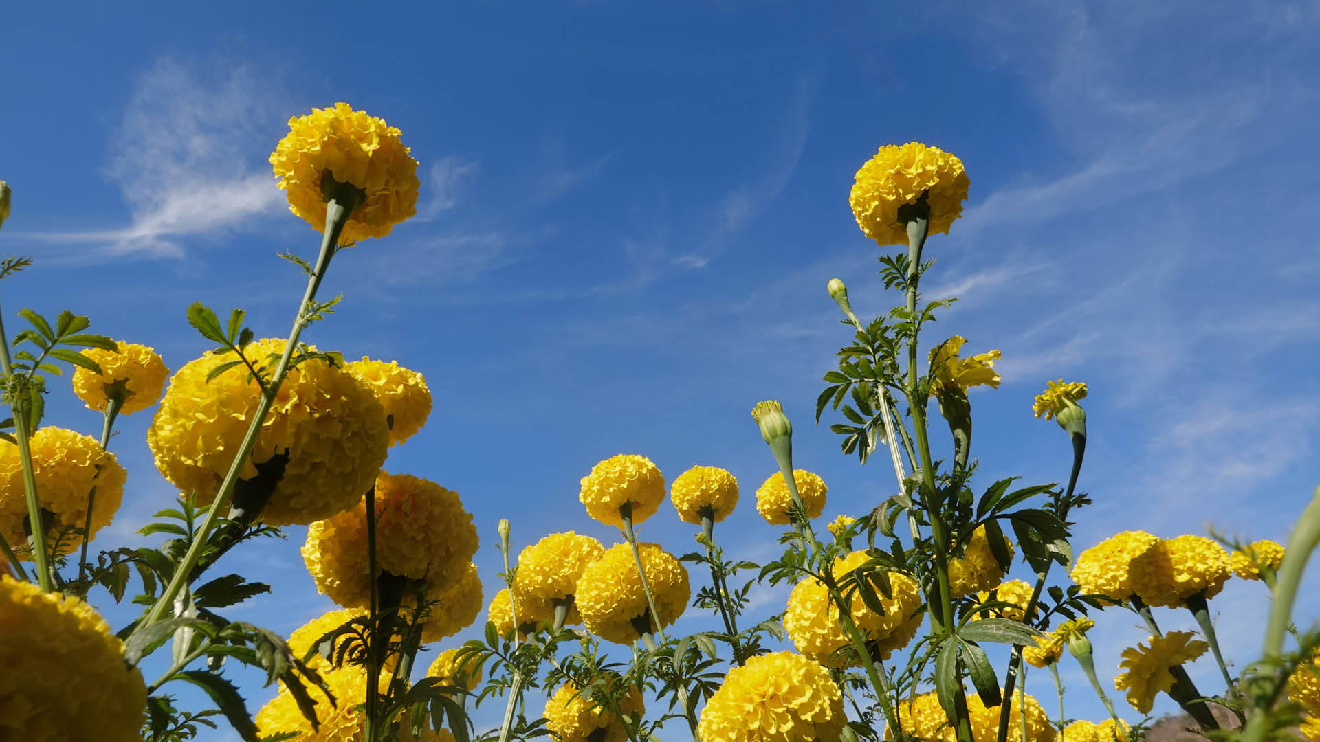 Vasant Ritu 2024: Jaishankar Prasad Poetry Hey Vasant Kyon Tu Aata Hai ...