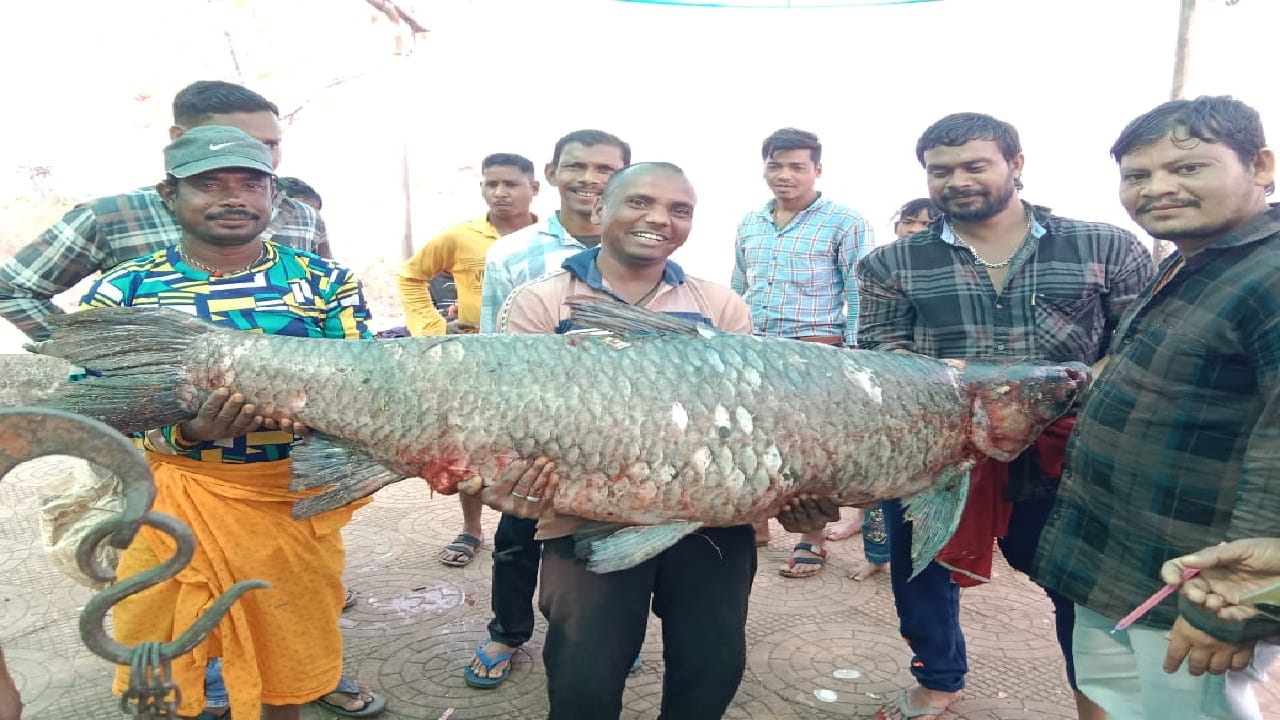 Video:सरोधा बांध में मिली विशालकाय मछली... जिसने भी देखा वह देखते ही रह ...