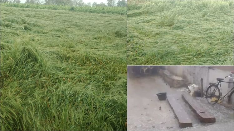 Mp Weather: Heavy Rain In Burhanpur And Hailstorm In Shivpuri; Damage To Wheat, Maize, Gram ...