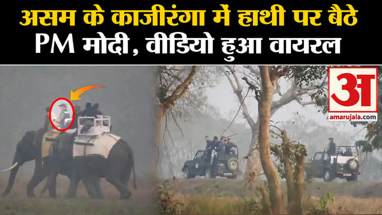 Pm Modi Viral Video: Pm Modi Sitting On Elephant In Kaziranga National ...