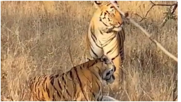 Bandhavgarh Tiger Reserve Tiger Chhota Bheem Expressed Love With Darrha ...