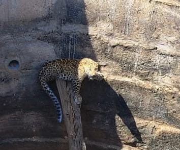 Umaria: Dreaded Leopard Fell In The Well Of Village Bagdara, Forest ...