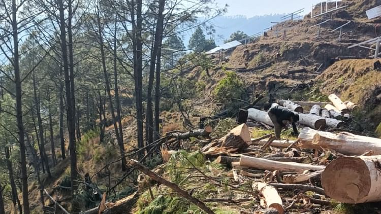 Almora News: More Than 25 Green Trees Cut Without Permission For Solar ...