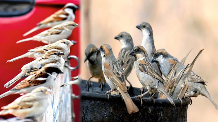 World Sparrow Day: Sparrows In Danger Due To Increasing Noise Of Tall ...