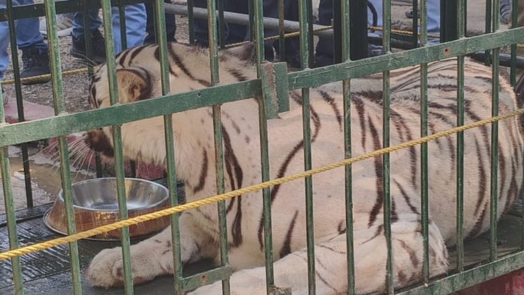 Tigress Jaya Was Sent From Raipur Jungle Safari To Maitri Bagh In ...