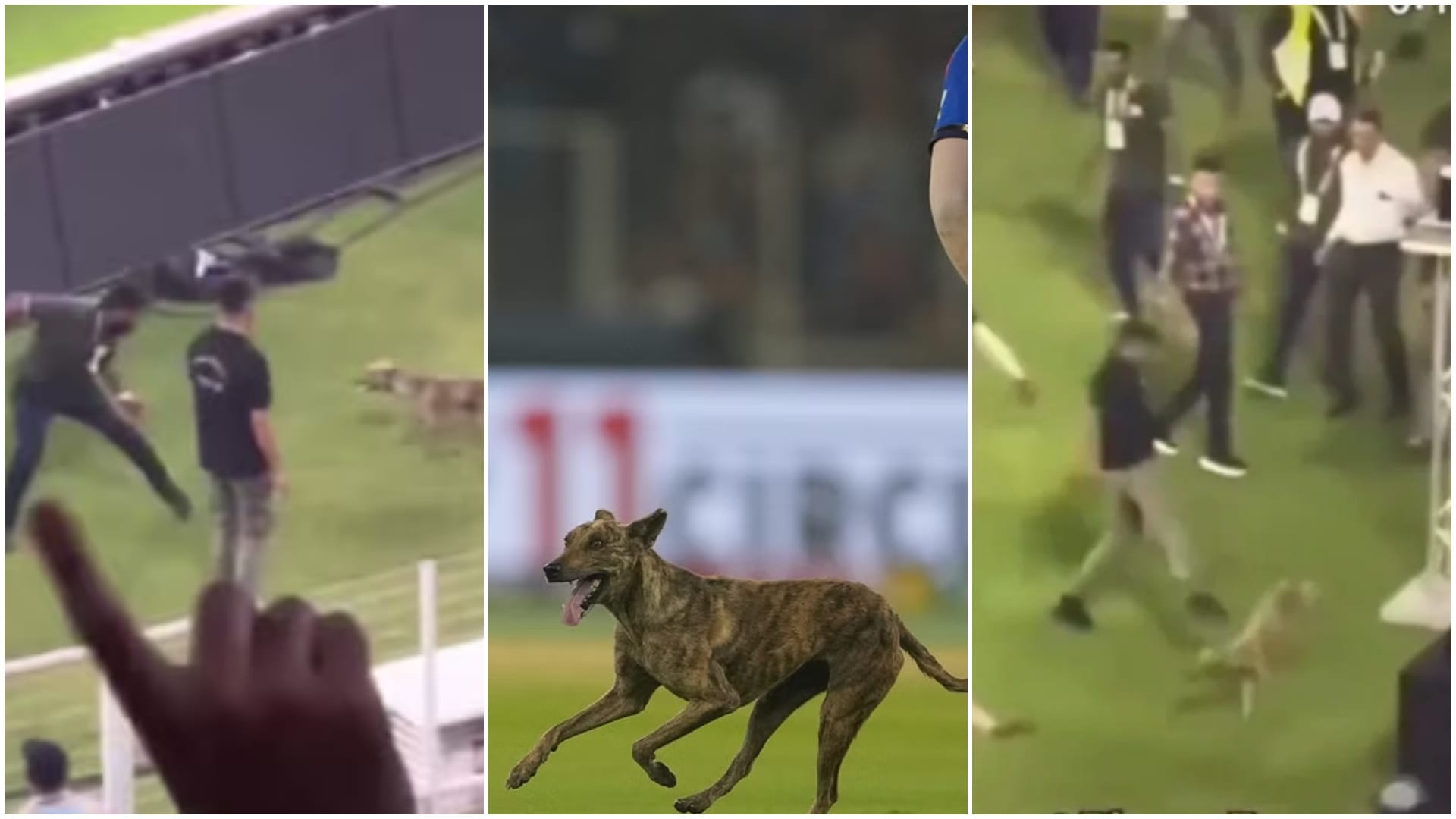 Dog That Entered Stadium During Gt Vs Mi Ipl 2024 Match 'kicked ...