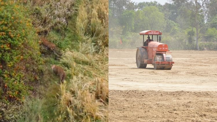 Leopard Seen With Two Cubs Near Helipad Of Pm Narendra Modi Election ...