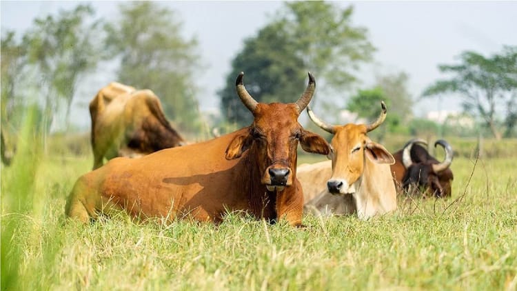 Animals Getting Constipation Due To Eating New Toori In Haryana - Amar ...