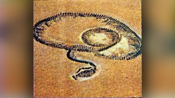 Gujarat More Than 47 Million Year Old Fossil Of Vasuki Snake Found ...