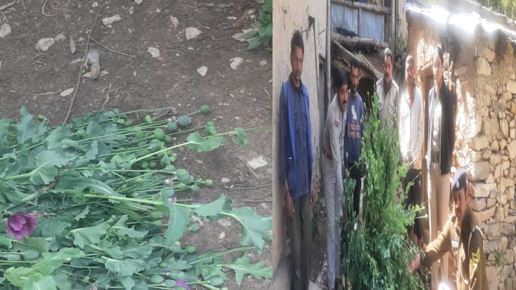 Mandi News:करसोग के दुर्गम सलाना गांव में पुलिस ने नष्ट किए अफीम के 468 ...